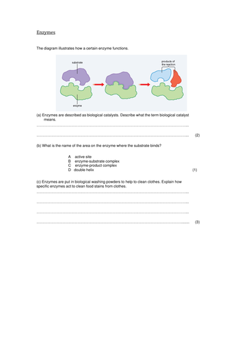 B2.12 Enzymes GCSE Biology | Teaching Resources