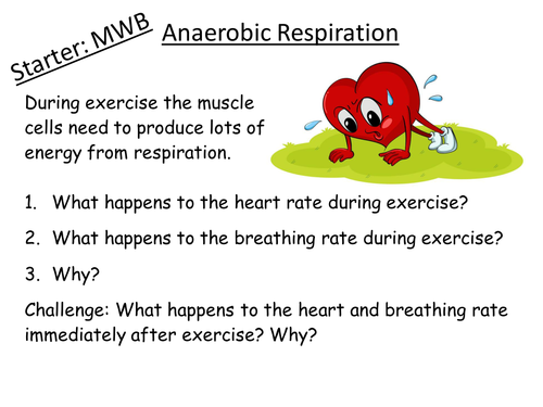 B2.17 Anaerobic Respiration GCSE Biology | Teaching Resources