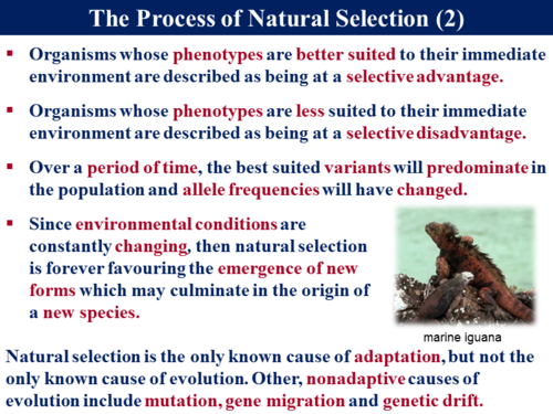 BioA_3.4.4 Natural Selection - 1 (Introduction) | Teaching Resources