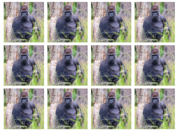 Newspaper (3 weeks) unit of Work based on King Kong by Anthony Browne ...