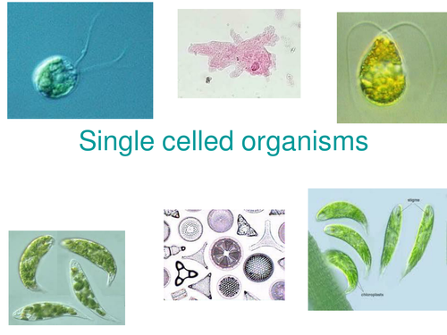 Single celled organisms | Teaching Resources Single celled organisms | Teaching Resources