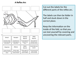 Reflex Arc: Create a Labelled Diagram | Teaching Resources
