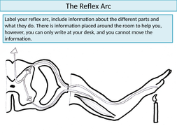 Reflex Arc: Create a Labelled Diagram | Teaching Resources