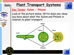 Transpiration (plant transport systems) 3 lesson Bundle by rossydunn ...