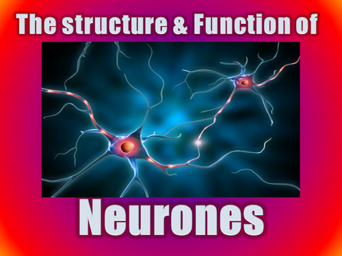 NEW OCR Biology A 5.3.2. Structure and Function of Neurones | Teaching ...