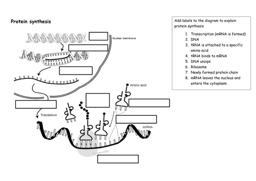 Protein Synthesis Diagram Worksheet