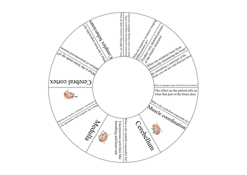AQA GCSE Biology 9-1 (2016) The Brain TARSIA PUZZLE | Teaching Resources