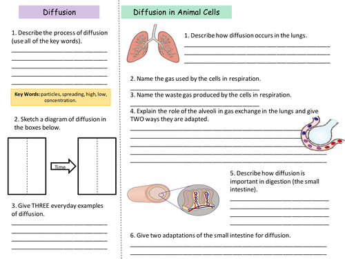 NEW AQA B1 - Diffusion and Active Transport | Teaching Resources