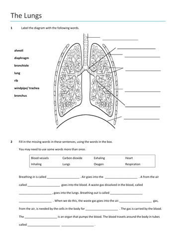 KS3 Respiration and Digestion entire unit | Teaching Resources