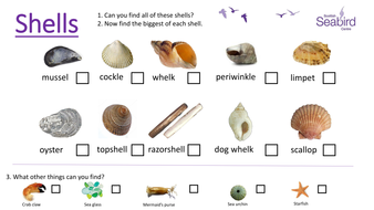 Scottish Seabird Centre - Shell & beachcombing guide sheet | Teaching ...