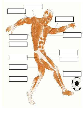 NEW GCSE PE SPEC Fitness and Body Systems whole unit with resources ...