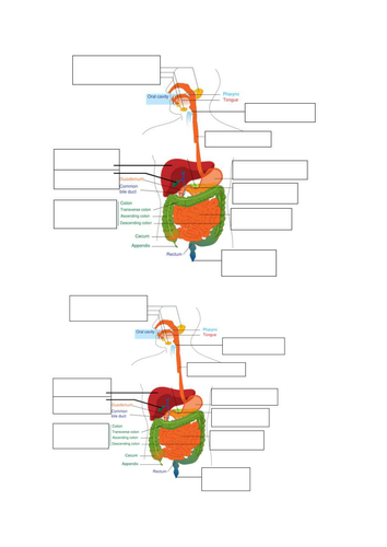 Health & Diet: The human digestive system (KS3 Activate) | Teaching ...