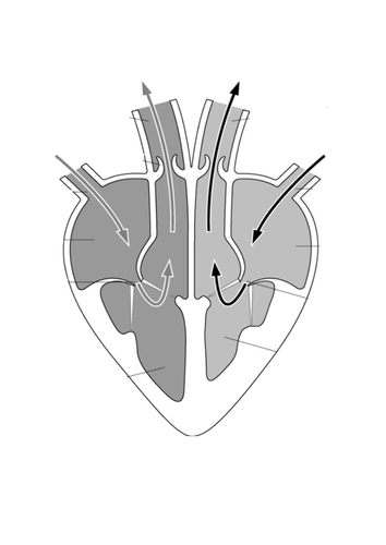 Heart, Vessels, Pacemaker, WHOLE LESSON resources - GCSE New 2016 ...