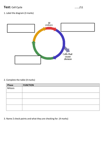 Cell cycle quick AFL assessment and answers AS Biology | Teaching Resources