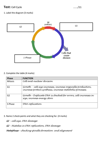 Cell cycle quick AFL assessment and answers AS Biology | Teaching Resources