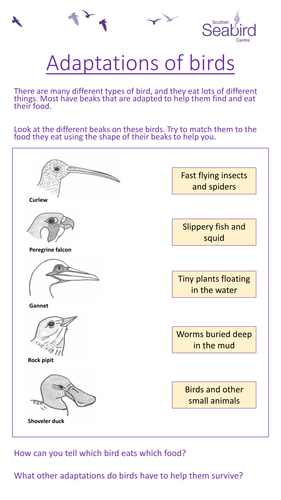 Scottish Seabird Centre - Adaptations of Birds worksheet | Teaching ...