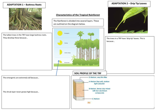 Multi-activity introduction to Tropical Rainforest Ecosystems ...