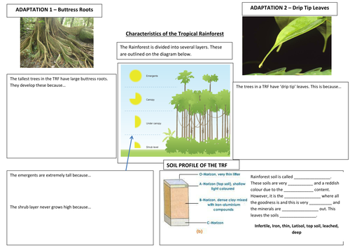 Multi-activity introduction to Tropical Rainforest Ecosystems ...