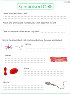 Specialised Cells Worksheet / Card Sort | Teaching Resources