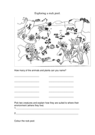 Rock Pool Creatures identification Sheet and Collection Table. Science ...