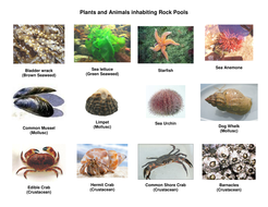 Rock Pool Creatures identification Sheet and Collection Table. Science ...