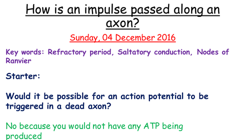 Grey matter Action potentials, neurones and synapses Edexcel A level ...