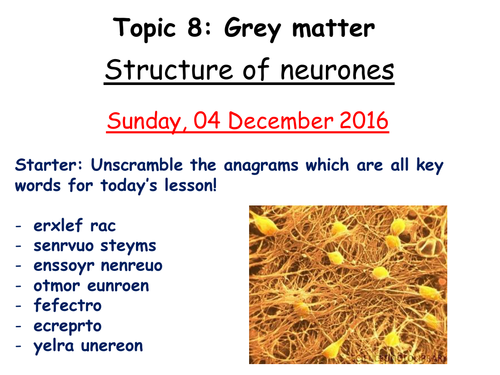 Grey matter Action potentials, neurones and synapses Edexcel A level ...