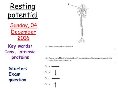 Grey matter Action potentials, neurones and synapses Edexcel A level ...