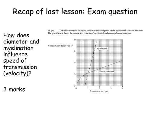 Grey matter Action potentials, neurones and synapses Edexcel A level ...
