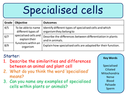 NEW Trilogy AQA GCSE (2016) Biology - Specialised Cells Lesson by ...