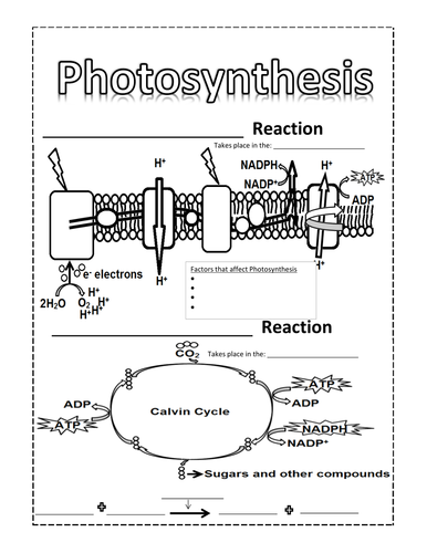 Photosynthesis and Cellular Respiration Giant Foldable for Interactive ...