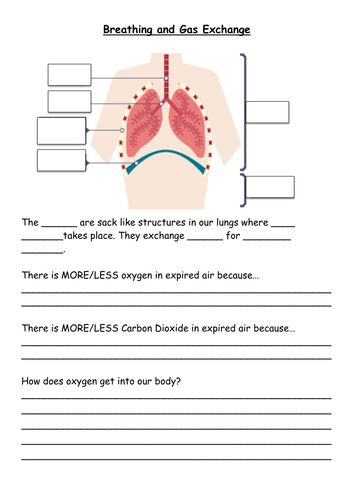 Breathing and Gas Exchange 2016 GCSE | Teaching Resources