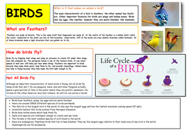 Facts about Birds and Life Cycle | Teaching Resources