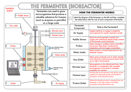 GCSE Biology: The Fermenter Worksheet (Biotechnology) | Teaching Resources