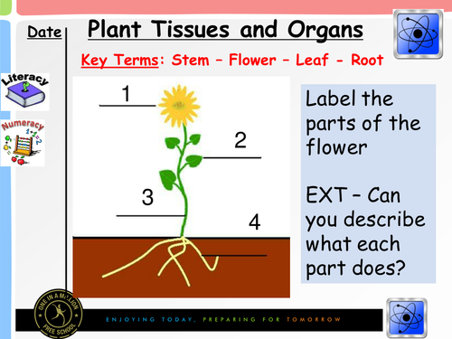 Plant Tissues and Organs New 2016 GCSE | Teaching Resources