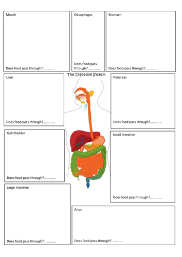 Digestive System and Enzymes - WHOLE LESSON AQA New 2016 GCSE Biology ...