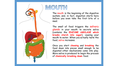 Digestive System and Enzymes - WHOLE LESSON AQA New 2016 GCSE Biology ...