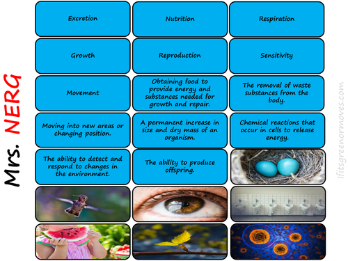 Mrs NERG / GREN Memory Card Game | Teaching Resources
