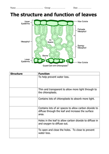 A digital version of the Year 8 Biology B2 2,2 "Leaves" lesson ...
