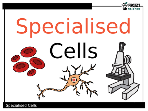 Specialised Cells PowerPoint Presentation and Activity Sheets ...
