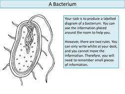 A Bacterium: Create a Labelled Diagram | Teaching Resources