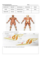 Muscles Worksheet AQA GCSE PE (1-9) | Teaching Resources