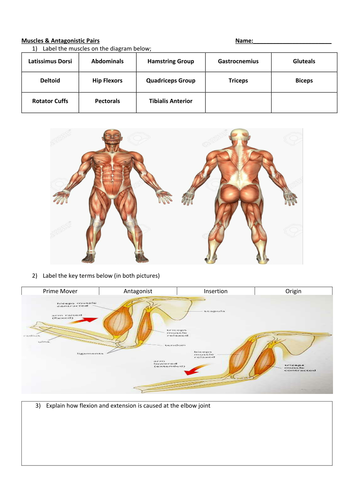 Muscles Worksheet AQA GCSE PE (1-9) | Teaching Resources