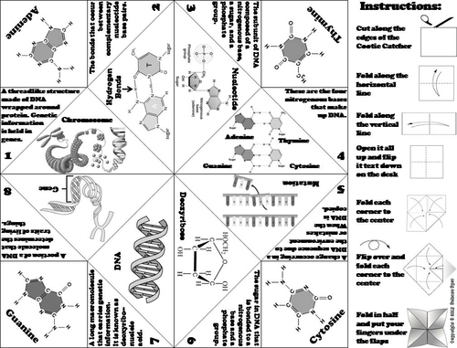 DNA Cootie Catchers | Teaching Resources