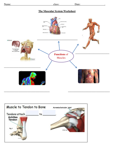 The Muscular System - Worksheet | Teaching Resources
