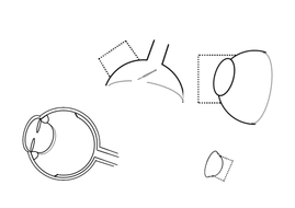 3D Dissection of the eye foldable. Create a model of the structure of ...