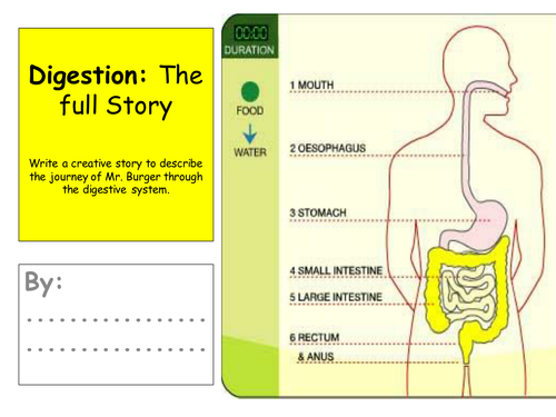 B2.1 Health and Lifestyle - Lesson 4 - DIgestive System | Teaching ...