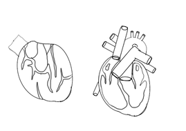 Foldable Dissection of the Heart. Structure of the heart 3D interactive ...