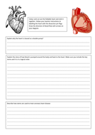 Foldable Dissection of the Heart. Structure of the heart 3D interactive ...