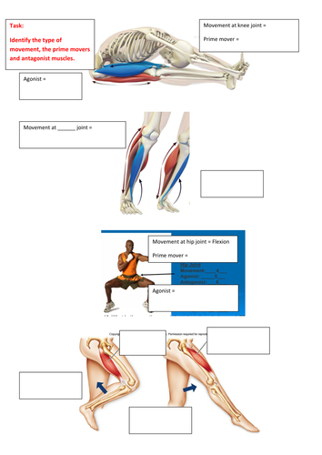 AQA GCSE PE - New Spec 2016 - 1.2 - Muscular system | Teaching Resources